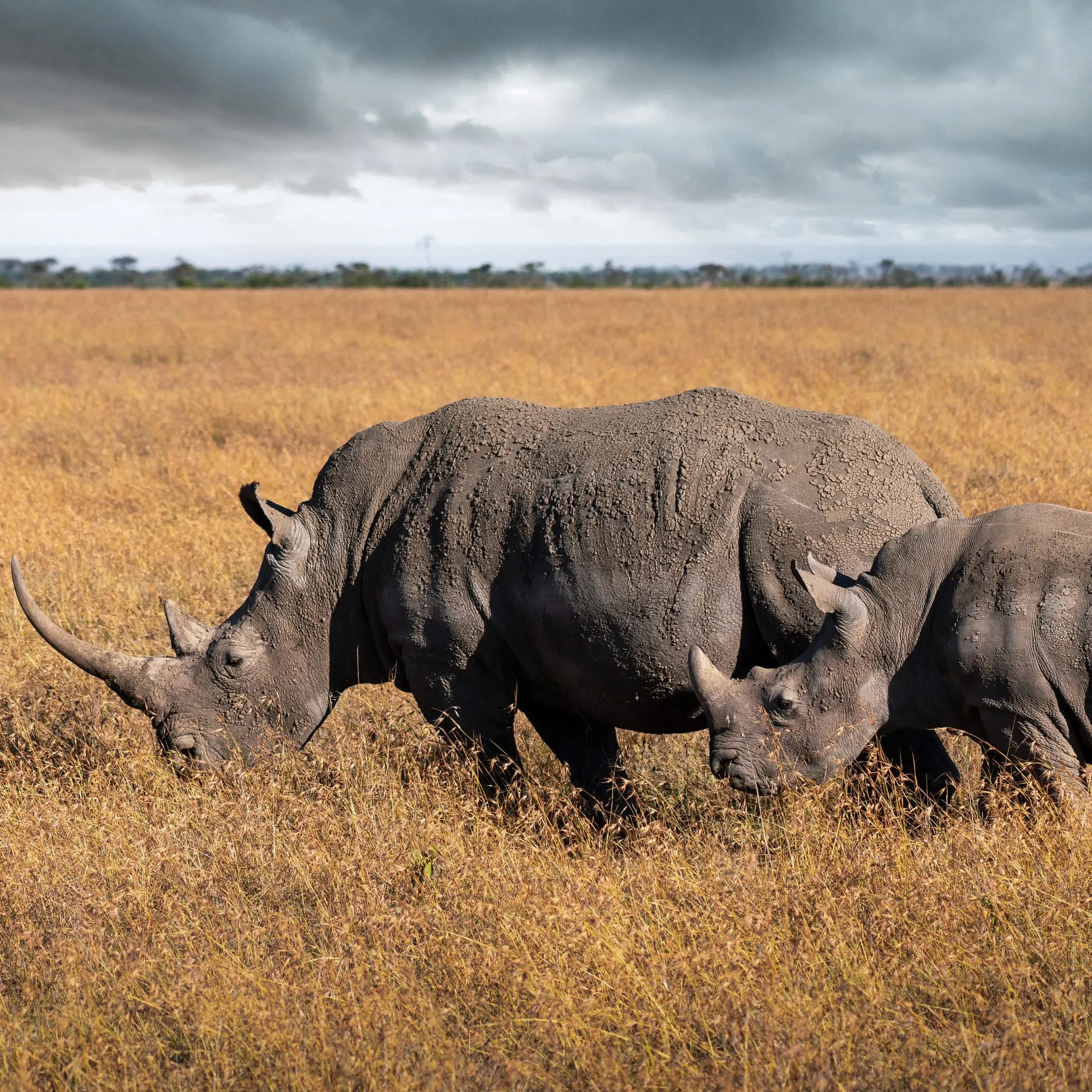 7 Days Masai Mara, L. Nakuru, Samburu & Ol Pejeta - Mccharles Tours ...